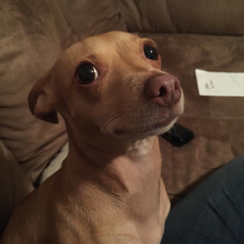 View from the Birdhouse: Dear Abby - Meet Riley (A Rescue Spotlight)