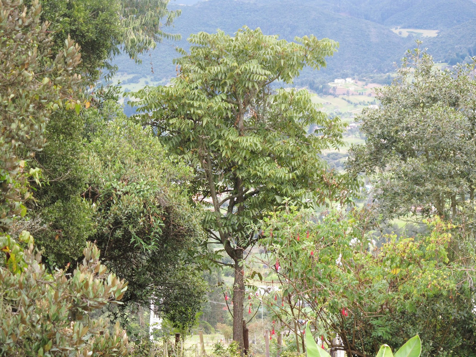 Juglans neotropica - Alchetron, The Free Social Encyclopedia