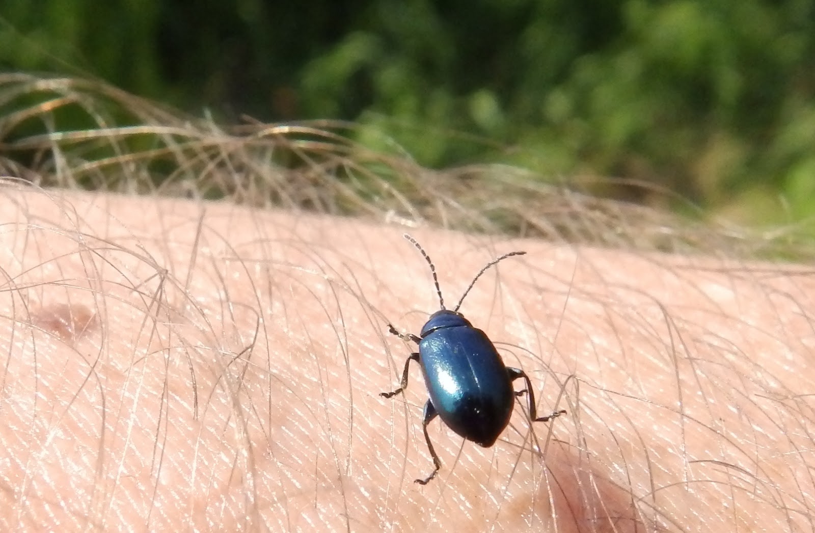 BRITISH WILDLIFE: THE MIDNIGHT BLUE COURED BEETLE