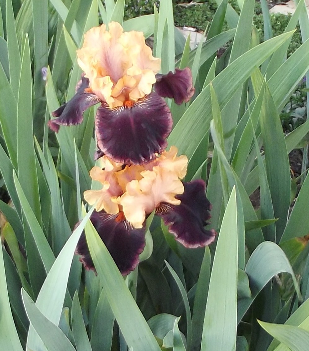 Front Range Iris