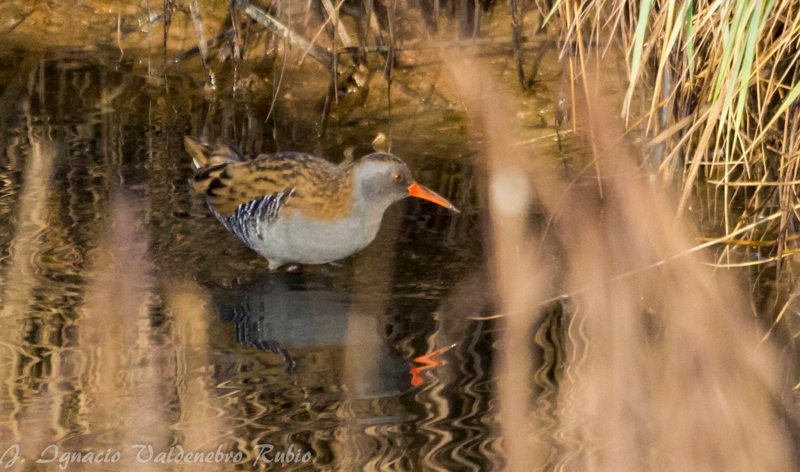 DocNatureBlog: Un ave enigmática y esquiva. Rascón europeo (Rallus ...