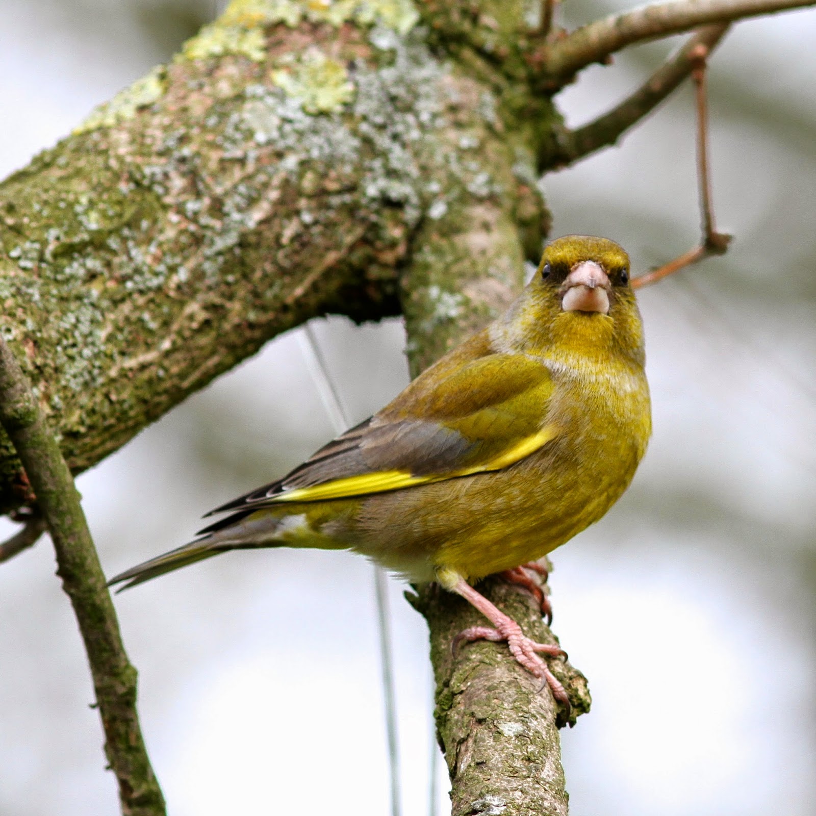 TrogTrogBlog: Bird of the week - Greenfinch