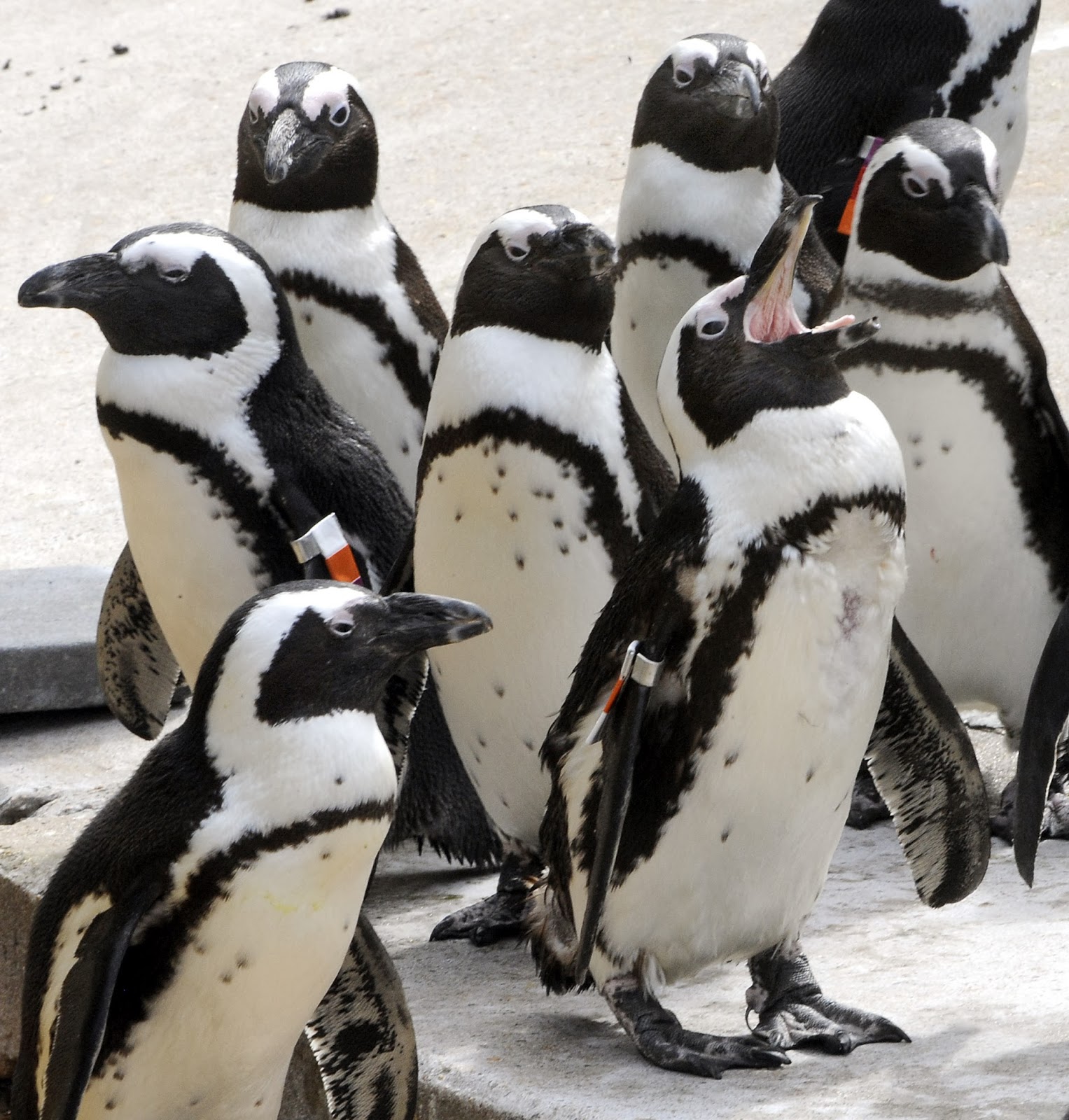 AVEEK- Blogs: Jackass Penguin
