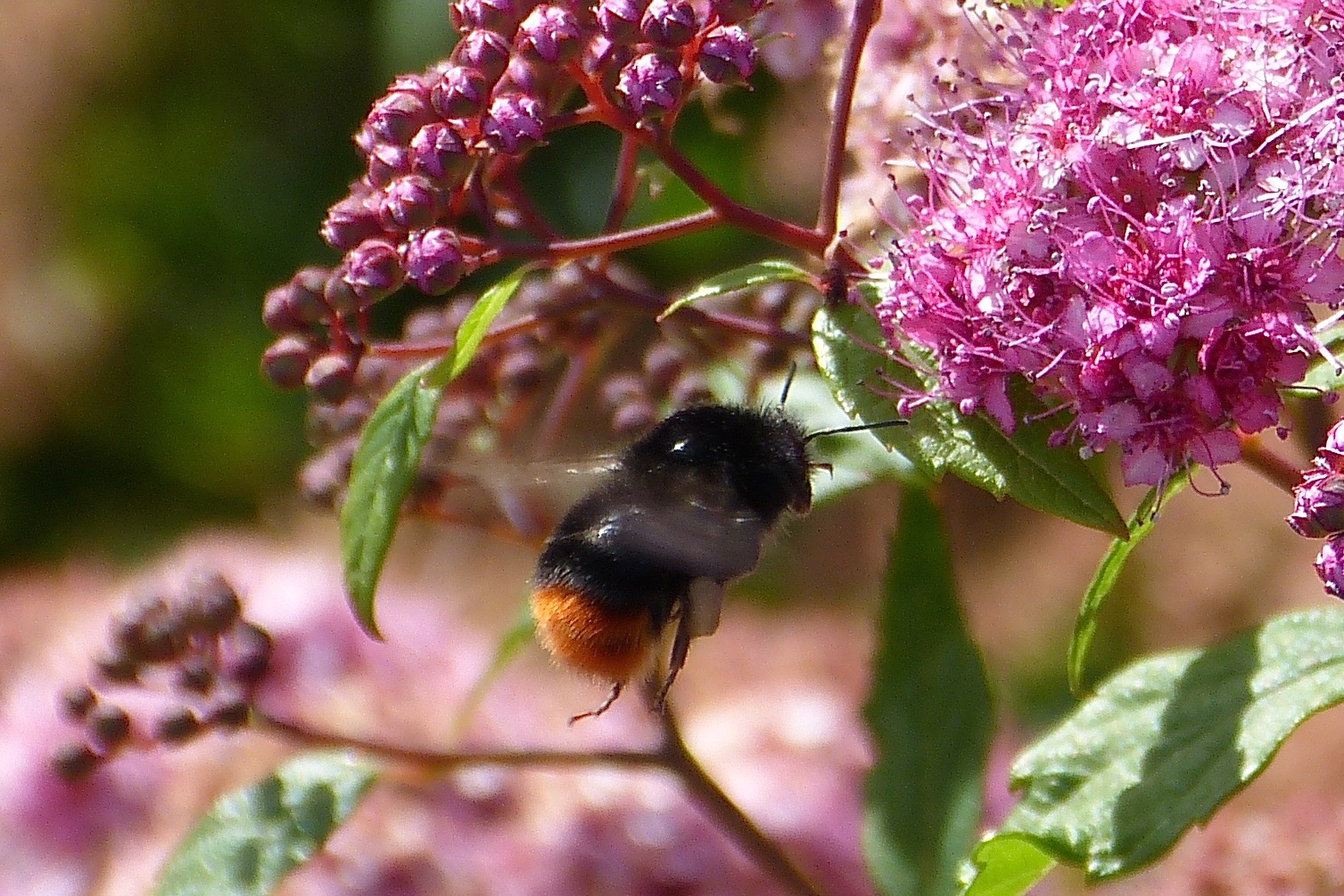 A Kilchoan Diary: Red Tailed Bumblebee