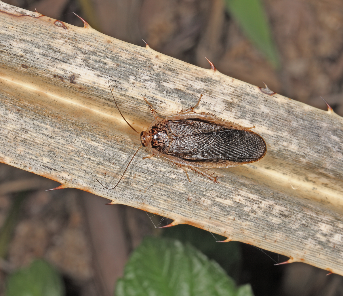 BunyipCo: New Year's Eve 2015- A Cockroach Bonanza!