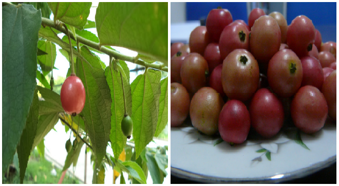 Walau pun Buahnya Kecil, Ternyata Kersen Memiliki Segudang Manfaat ...