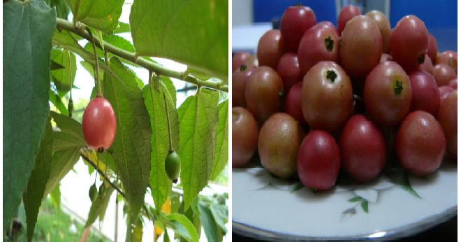 Walau pun Buahnya Kecil, Ternyata Kersen Memiliki Segudang Manfaat ...