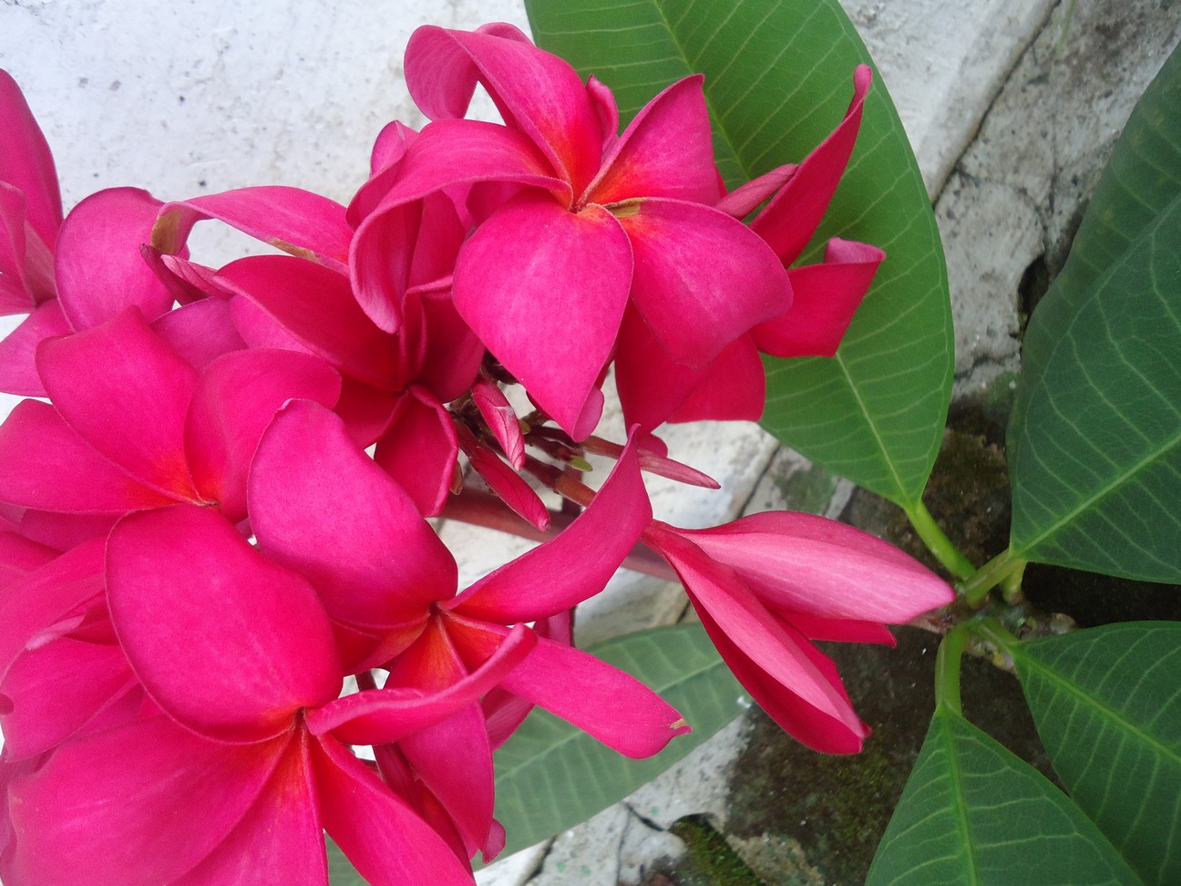 WALLPAPER BUNGA KAMBOJA MERAH ROMANTIS - Rumah Daun Muda