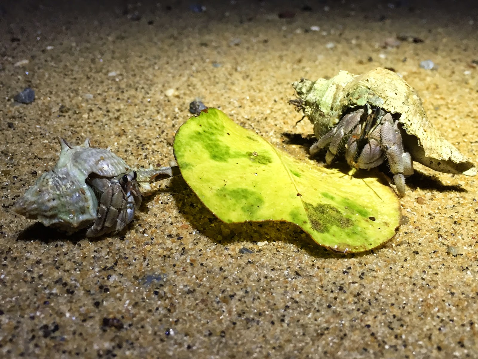 La Bonne Vie!: Understanding the Umang-umang