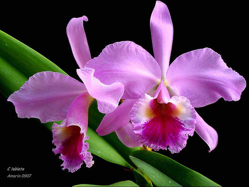 Flowers around the world: The National Flower Every country (B)