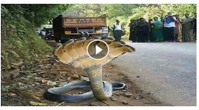 Amaizing clips: Amazing 7 Headed Snake In India