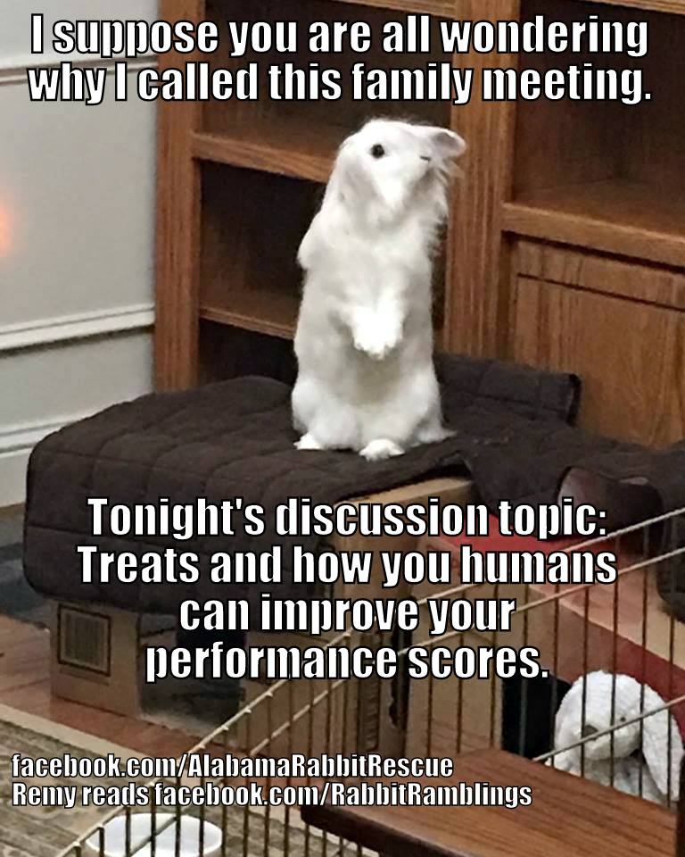 Rabbit Ramblings: Funny Bunny Memes