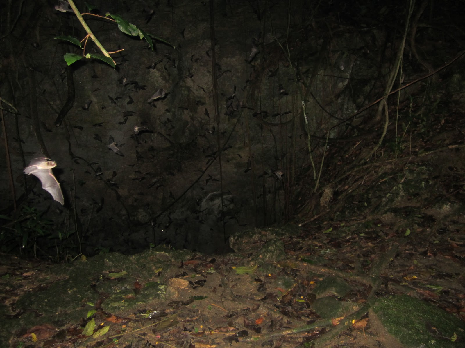 east coast heart and a west coast mentality: NASBR conference in Puerto ...