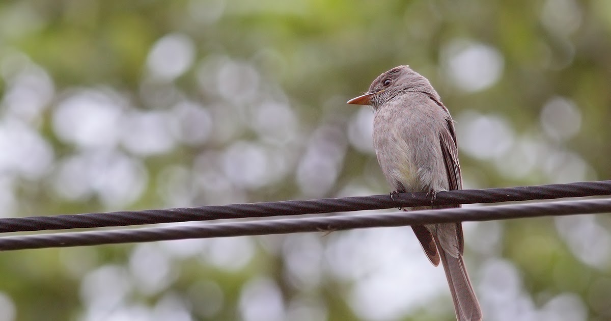 mis fotos de aves: Contopus fumigatus Burlisto Copetón Smoke-colored Pewee