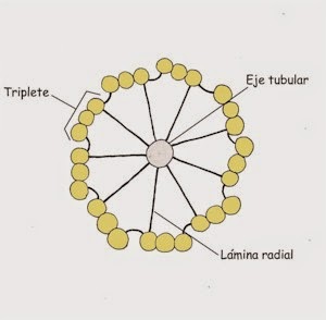 BIOLOGÍA CELULAR: Célula