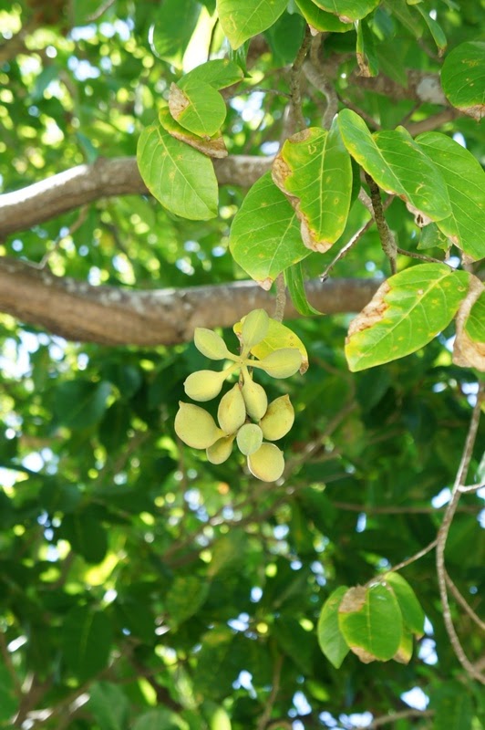 OUR PHILIPPINE TREES: The Boholano Banilad