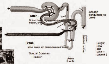 Proses Pembentukan Urine pada Manusia - Belajar Sains