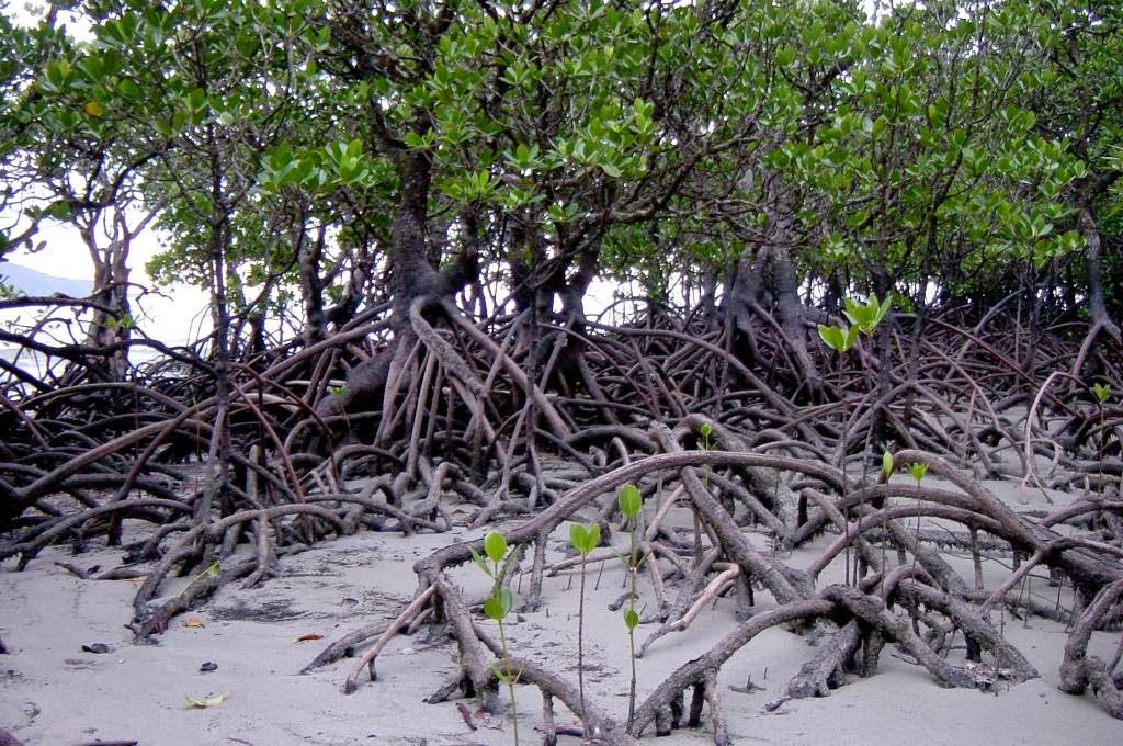 sains tingkatan 2: bab 8