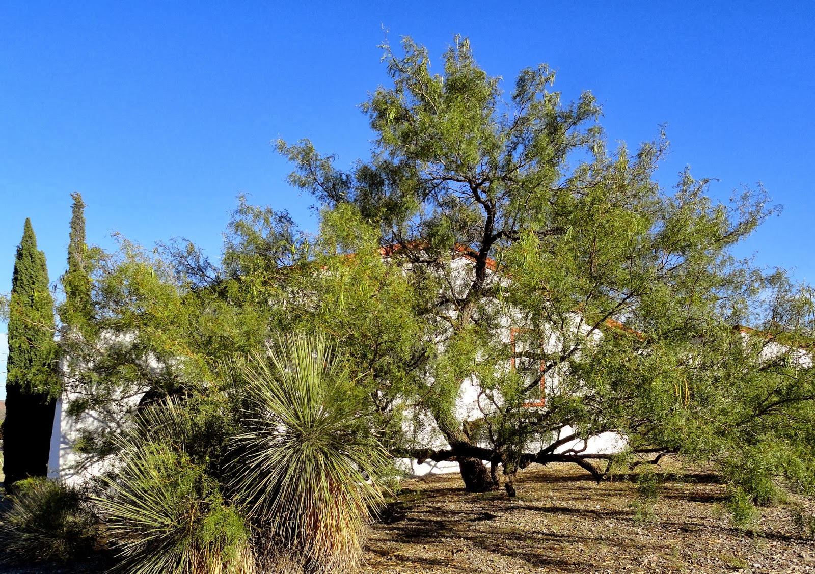 danger garden: This weeks favorite, the Mesquite Tree...