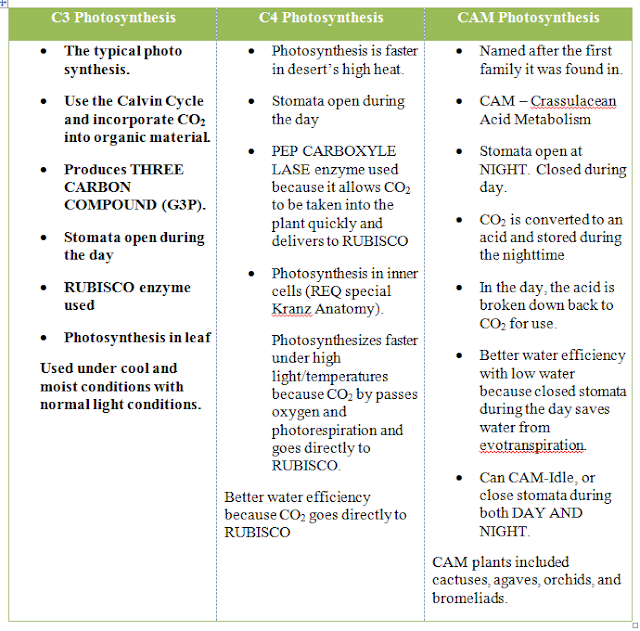 Sean Nguyen Biology AP Blog: C3, C4, and CAM Photosynthesis