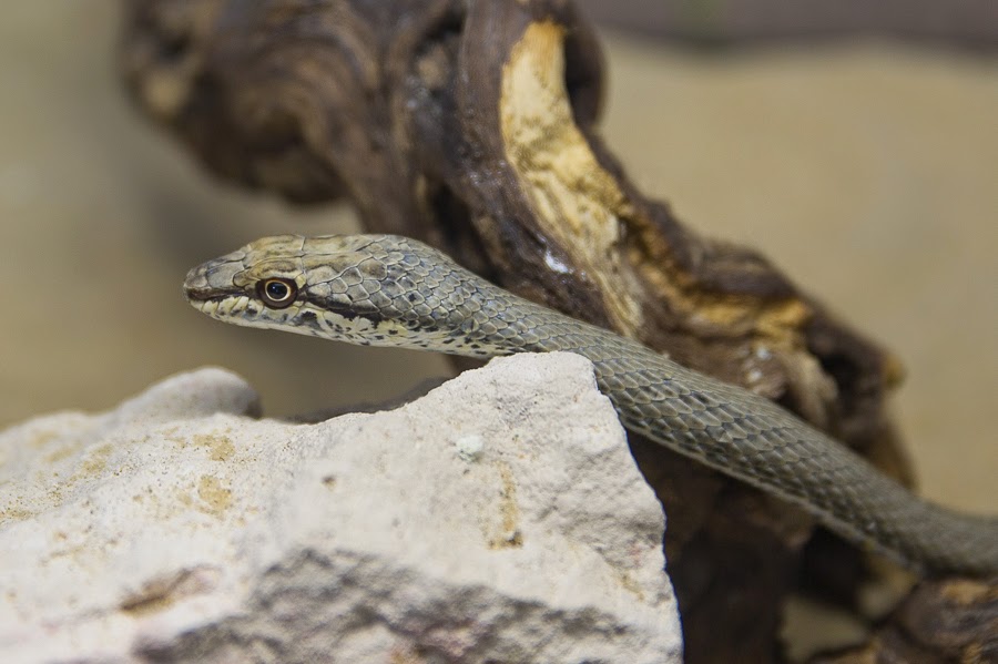 Birds of Saudi Arabia: Afro-Asian Sand Snake – Dhahran