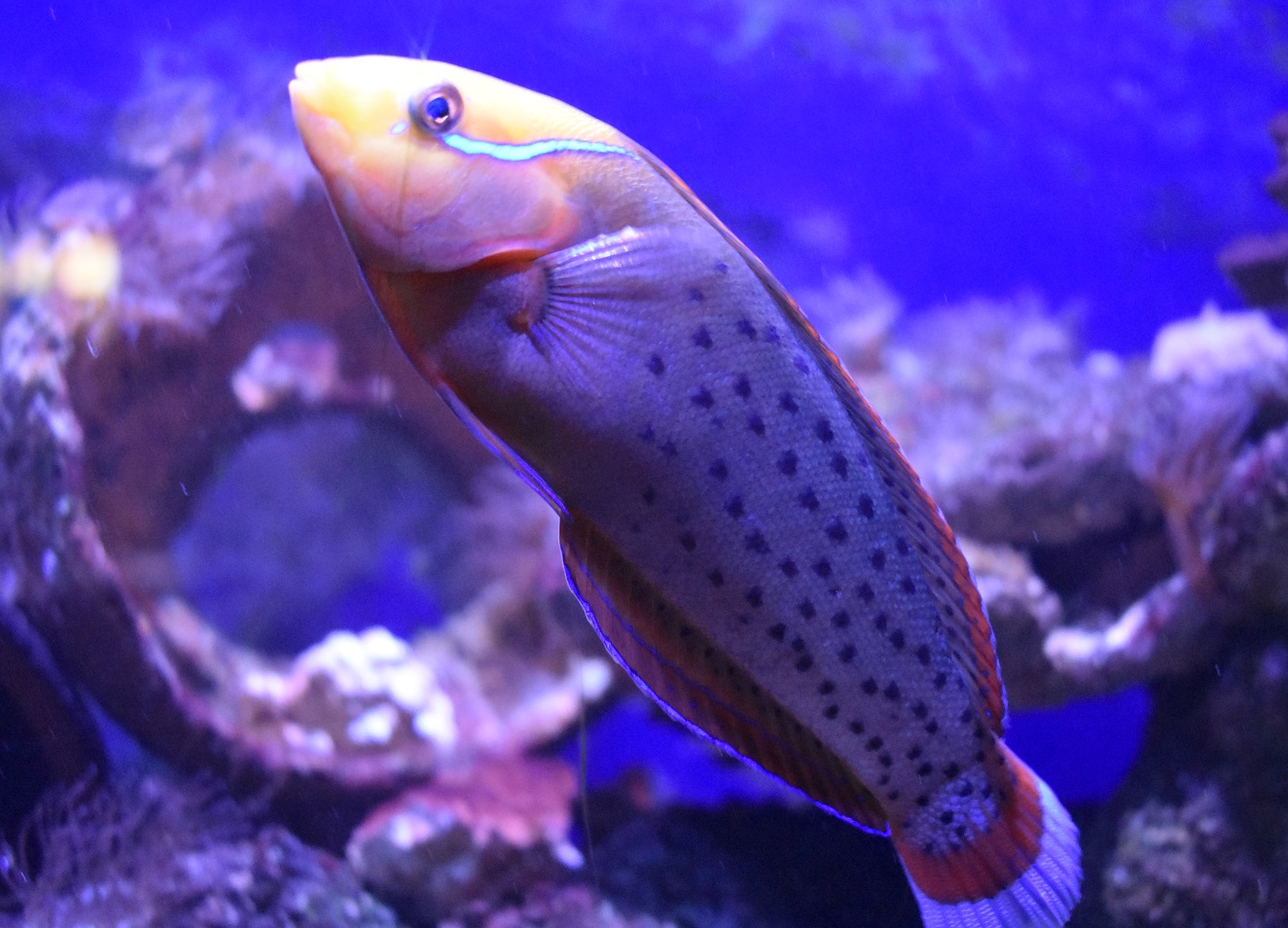 ZOOTOGRAFIANDO (6.096 ANIMALS): DONCELLA REINA / QUEEN WRASSE (Coris ...