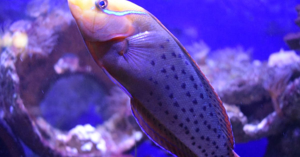 ZOOTOGRAFIANDO (6.096 ANIMALS): DONCELLA REINA / QUEEN WRASSE (Coris ...