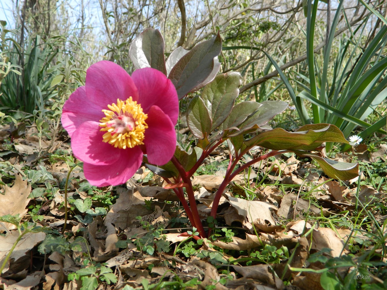Discovery aitoloakarnania: ΑΓΡΙΕΣ ΠΑΙΩΝΙΕΣ ΣΤΟ ΒΕΛΑΝΙΔΟΔΑΣΟΣ 5/3/17