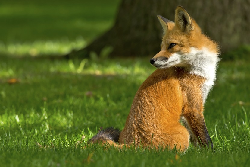 TVL: Animal da semana - Raposa