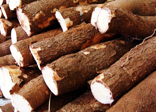 Pemanfaatan Limbah Sagu Sebagai Bahan Dasar Produksi Bioetanol | Kabar ...