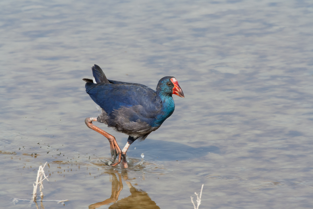 Fotografia Raul Vidal: Calamón Común