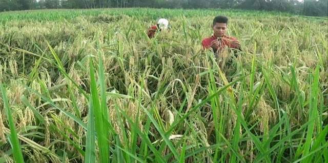 5 Kelebihan dan Kekurangan padi PIM 1 asal Blitar - Rumah Petani