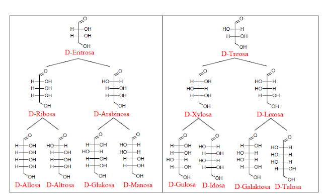 Kimia Organik II: Monosakarida dan Penentuan Stereokimianya