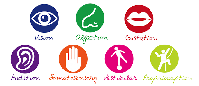 The Seven Senses and Sensory Diets