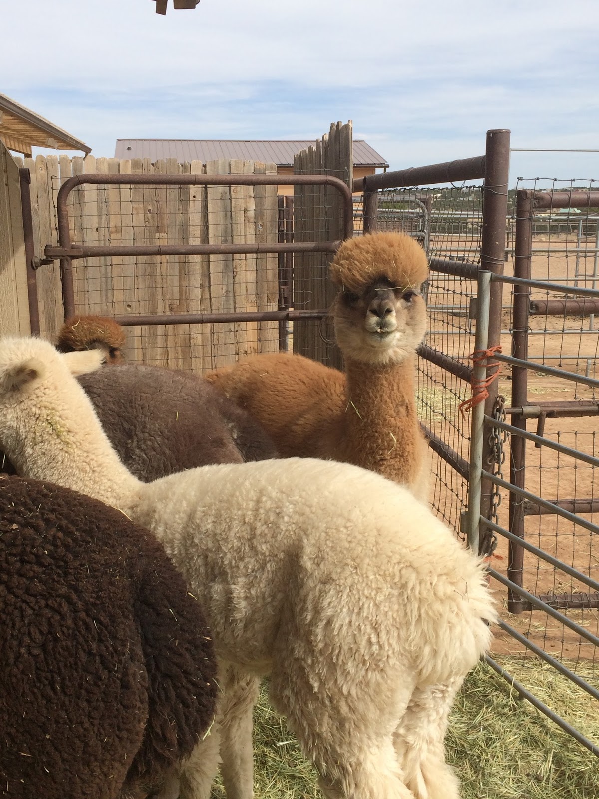 The Feisty Redhead: Lots of Cute Fuzzy Alpacas (and their Yarn!)