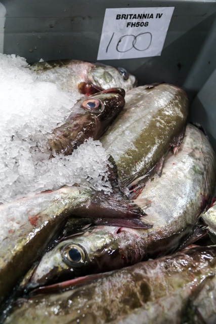 Through the Gaps! - Newlyn Fishing News: Fish galore! - Monday morning ...