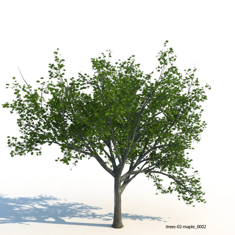 [SKETCHUP] TREE MODELS [Update link google drive 2018/04/28] - ANARCHIVN