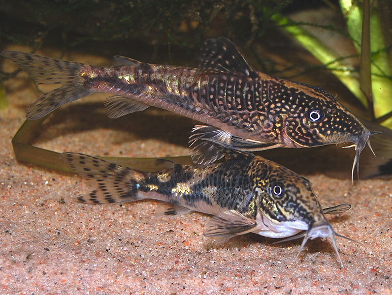 Ikan Hias Air Laut Dan Tawar: Corydoras