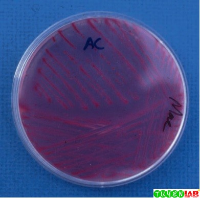[Microbiology] Atlas of Vibrio, Aeromonas, Plesiomonas, and ...