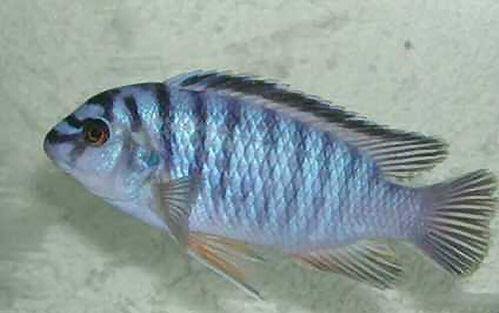 Alma d'Água: Peixes / Perciformes / Cichlidae / Ciclideos Africanos ...