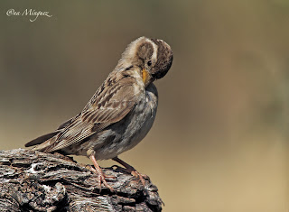 NATURANAFOTOS: Gorrión Chillón