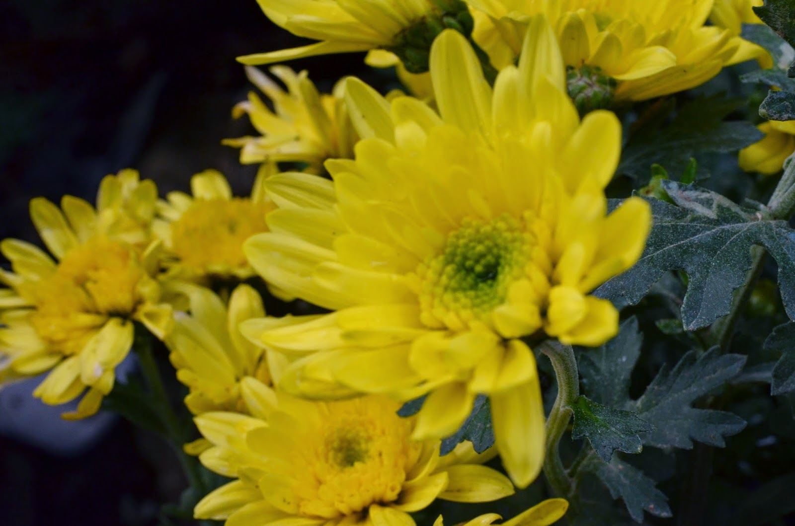 35 Most Beautiful Flowers in Baguio City