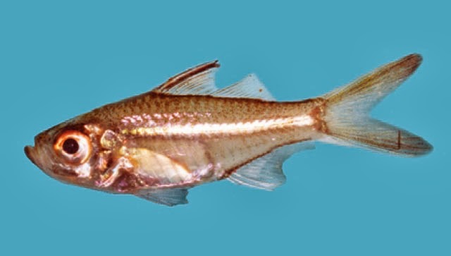 INDONESIAN FRESHWATER FISH COMMUNITY - IFFC: 49 Species of Family ...