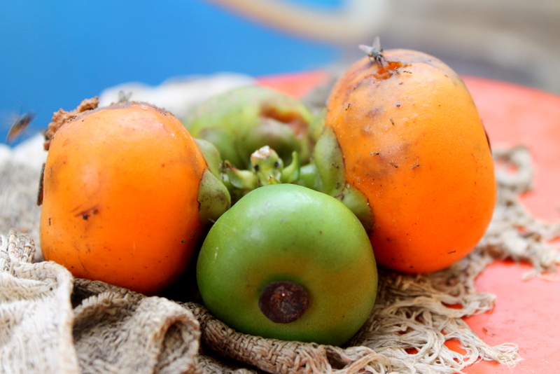 fairy's dolabellalife