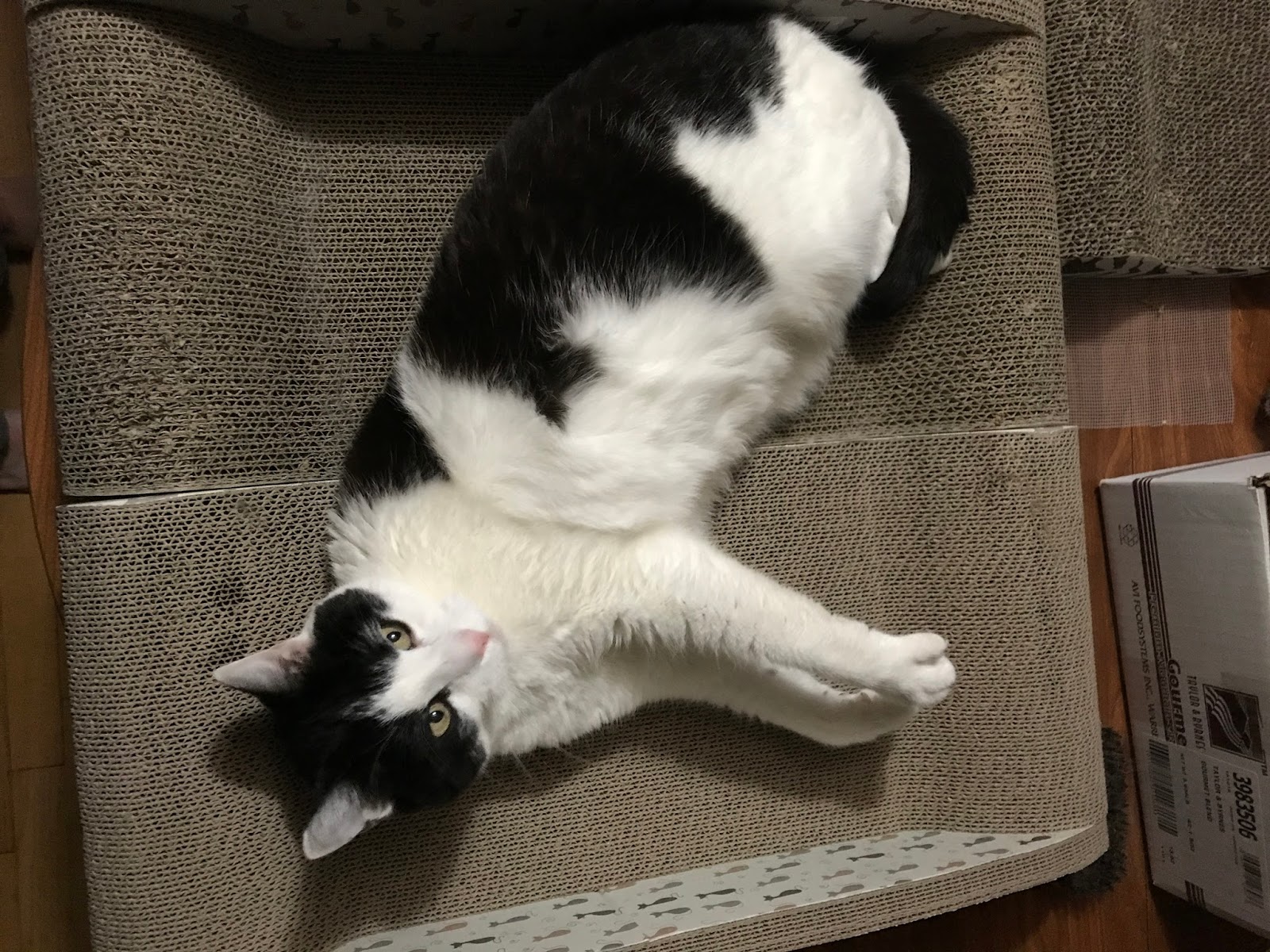 Eastside Cats: Bummer...Bummer...YAY!