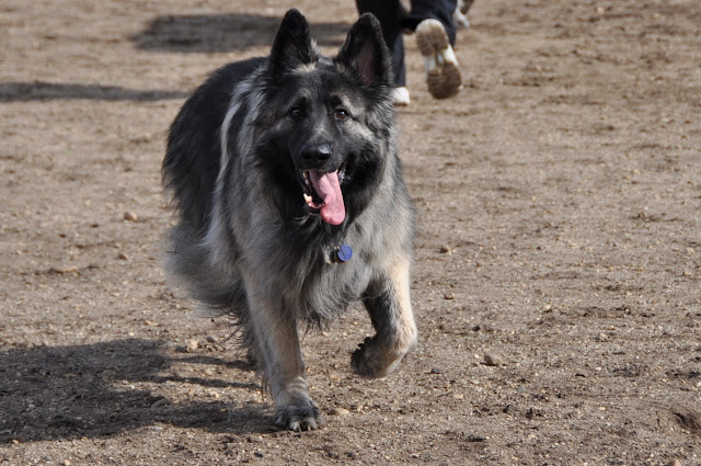 Cooper's Shiloh Shepherd Blog