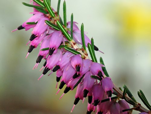 Heath Flower
