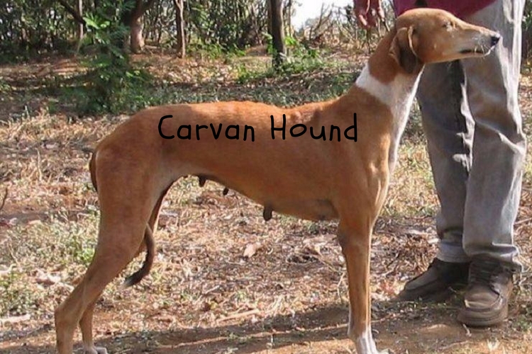 Mysterious Facts of World | Enhance Knowledge: Indian Dog Breeds