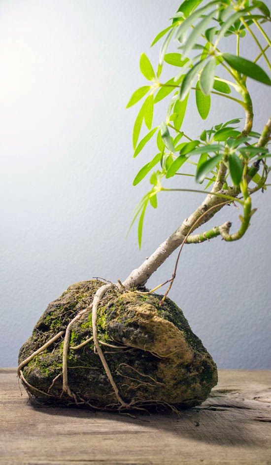 The Rainforest Garden: The Parable of the Banyan (Or, How I Planted a ...