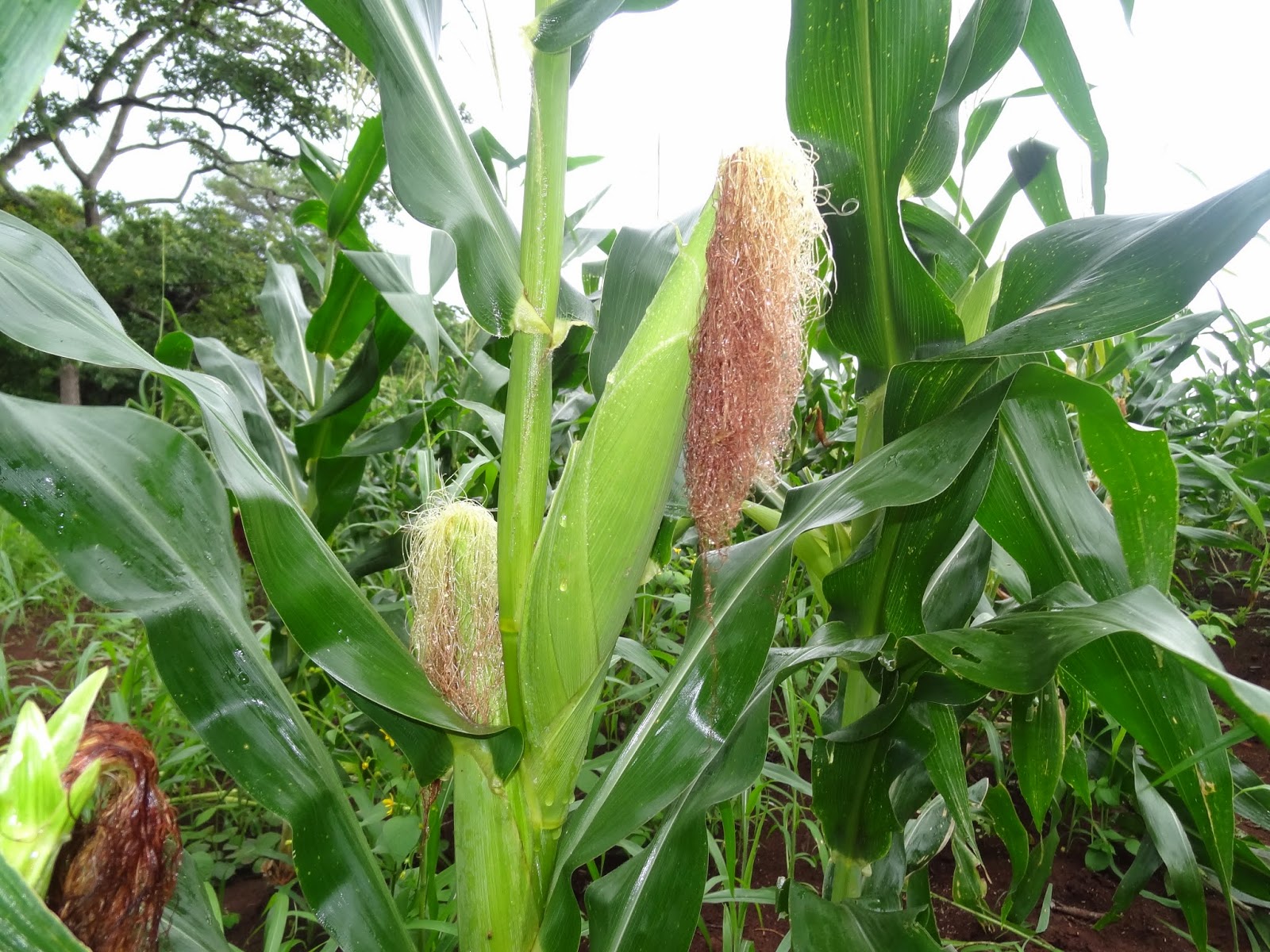 EN TIERRA DE VOLCANES: ¿Cocinamos elotes?